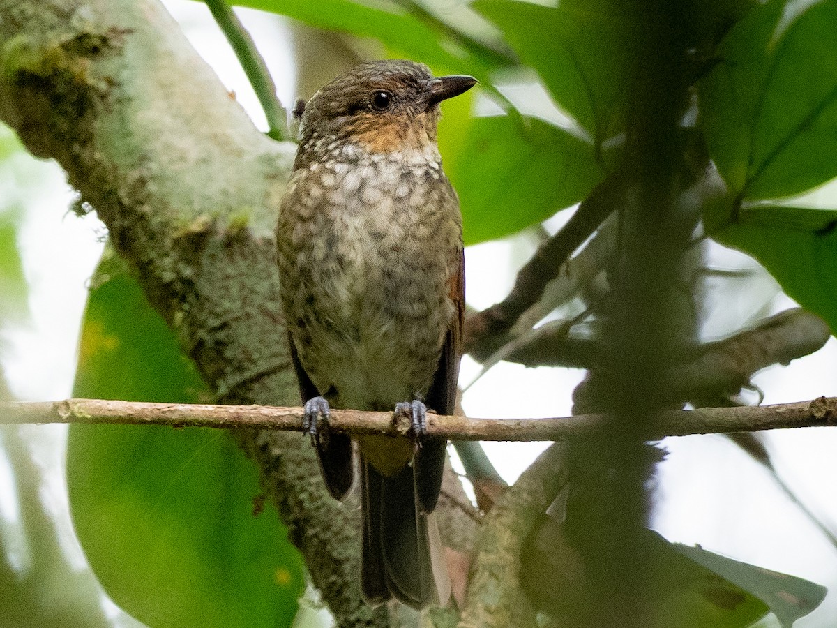 Mottled Berryhunter - Rhagologus leucostigma - Birds of the World