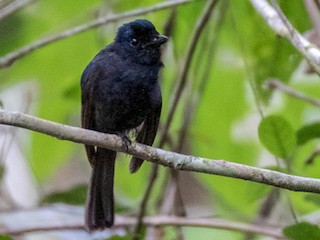 Drongo Fantail - eBird
