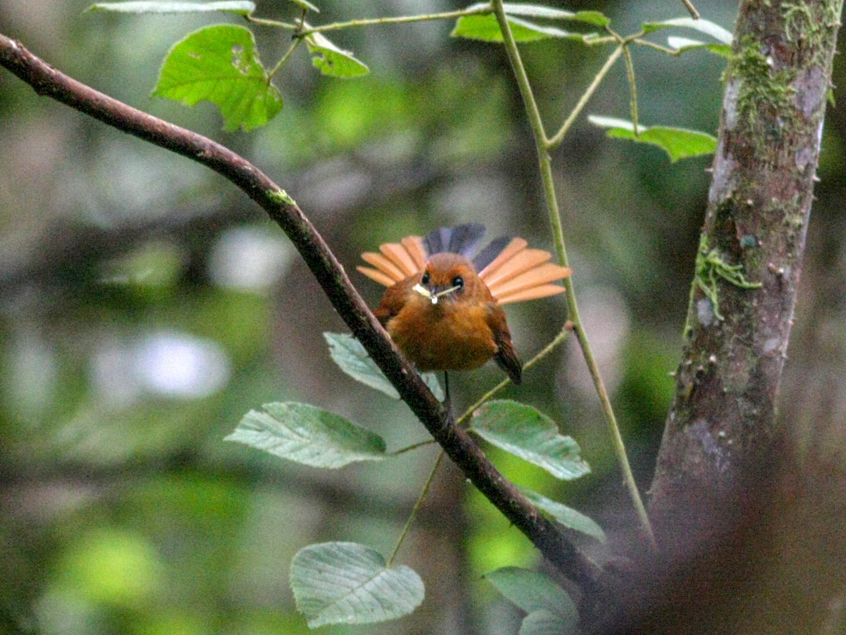 Black Fantail - eBird