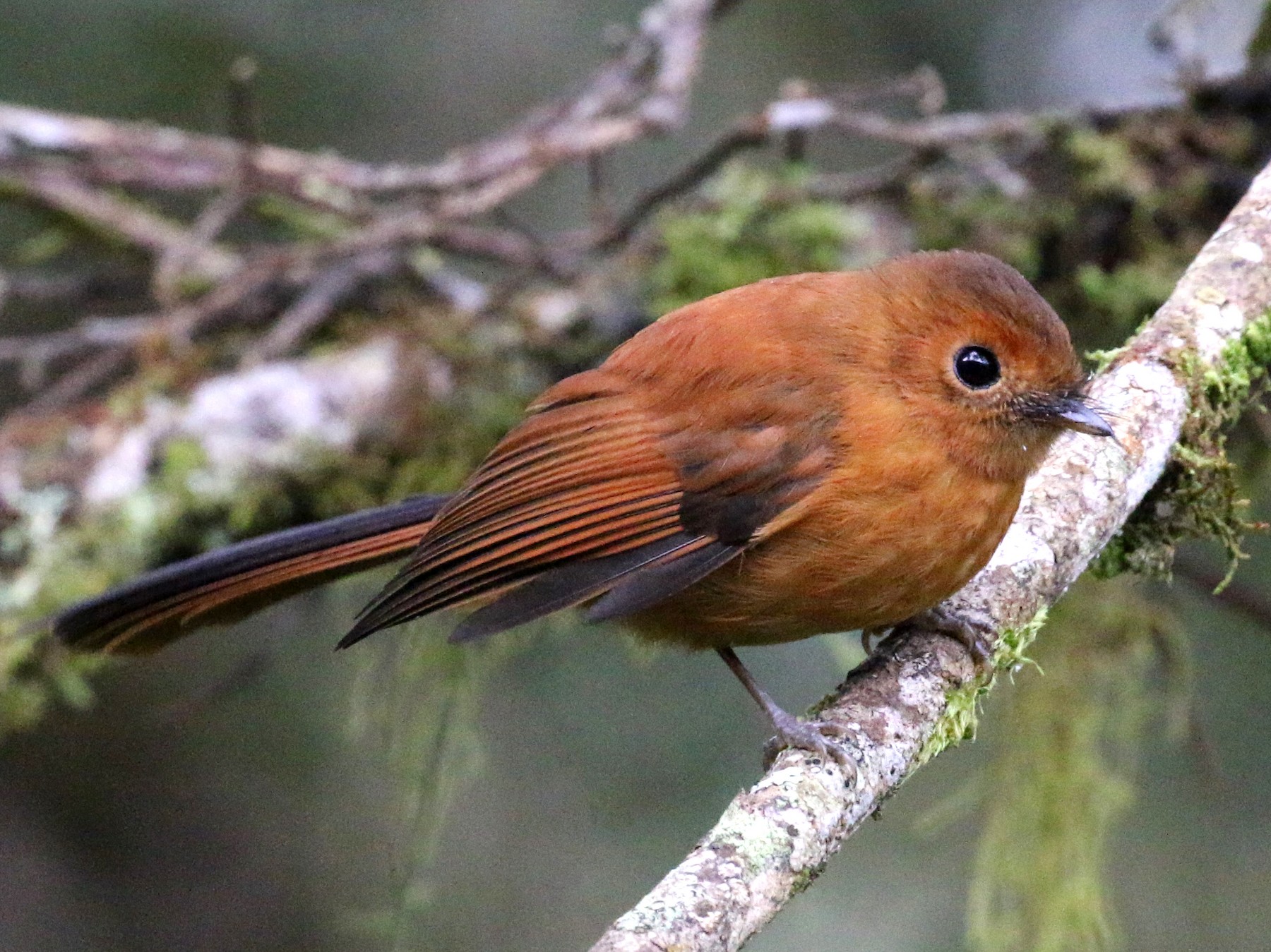 Black Fantail - eBird