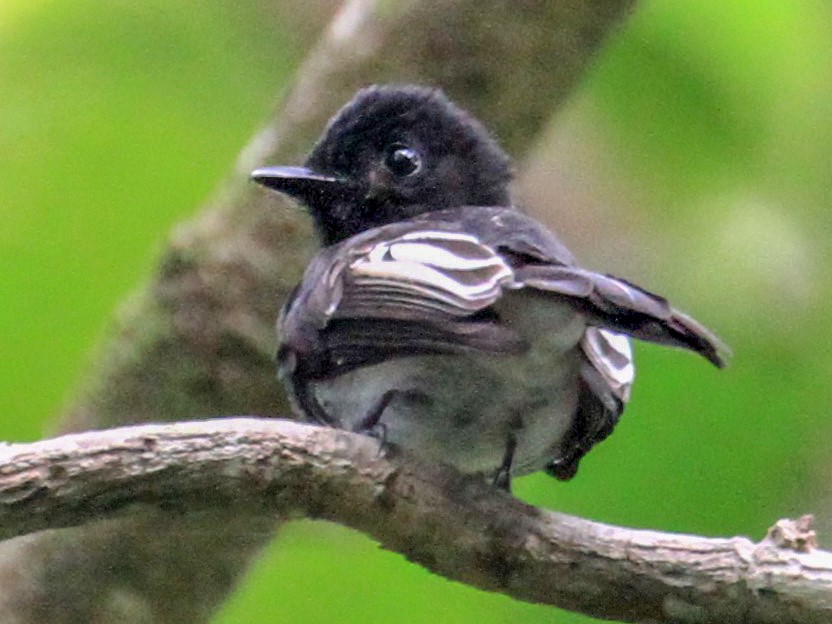 White-winged Fantail - eBird