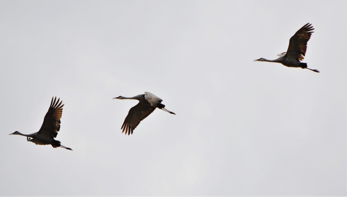 eBird Checklist - 27 Sep 2020 - Adam Birding Conservancy - 63 species ...