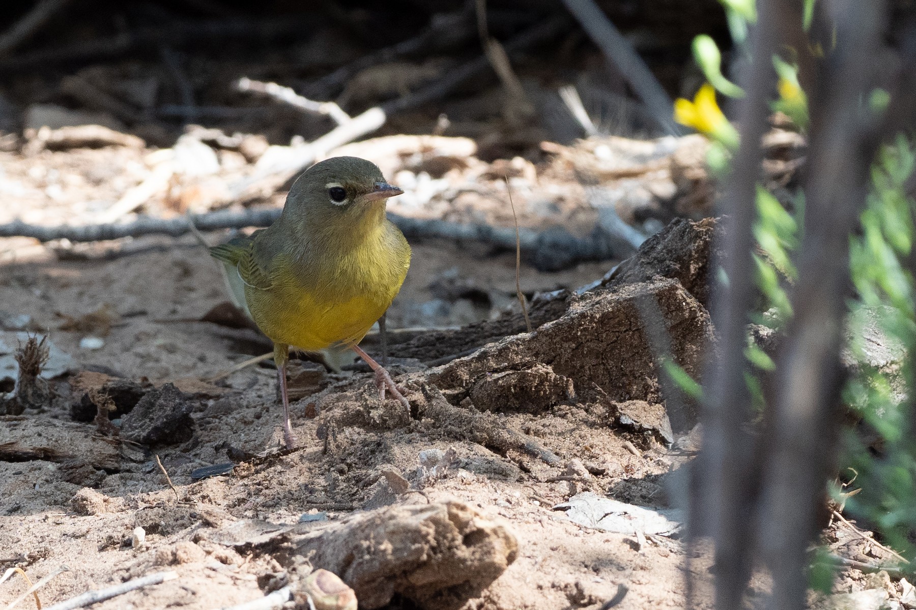 MacGillivray's x Mourning Warbler (hybrid) - eBird