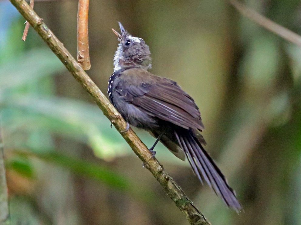 Sooty Thicket-Fantail - eBird