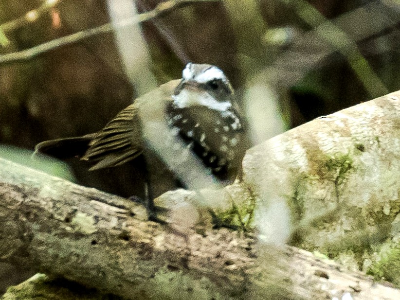 Sooty Thicket Fantail - eBird