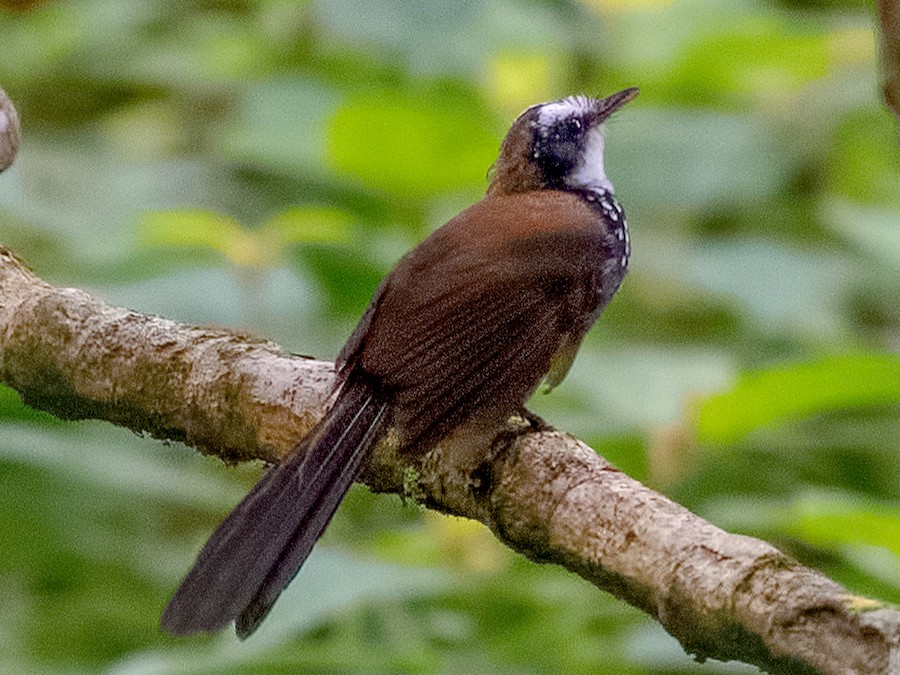 Sooty Thicket-Fantail - eBird