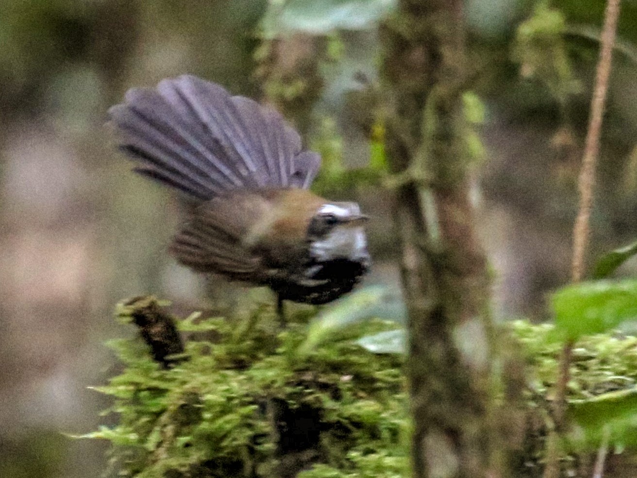 Sooty Thicket-Fantail - eBird