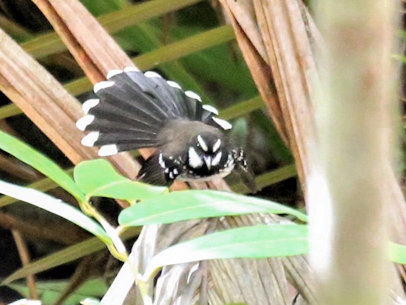 White-bellied Thicket-Fantail - eBird