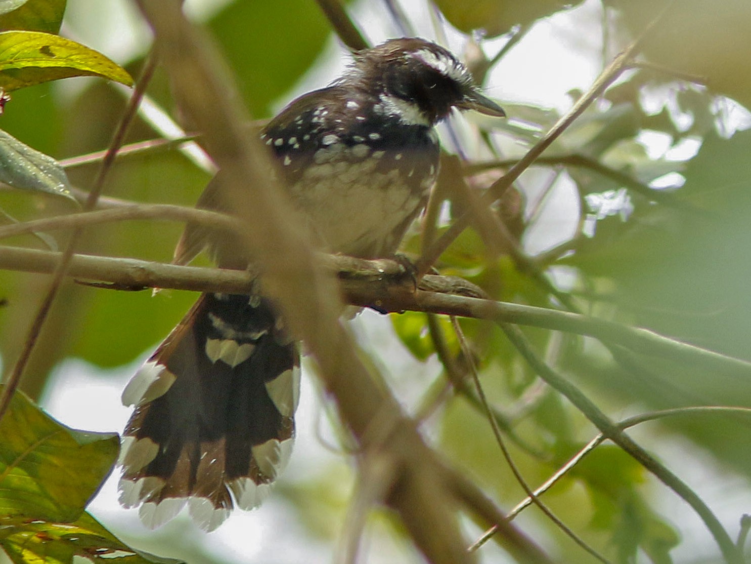White-bellied Thicket-Fantail - eBird
