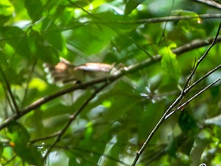 Rufous-backed Fantail - Rhipidura rufidorsa - Birds of the World
