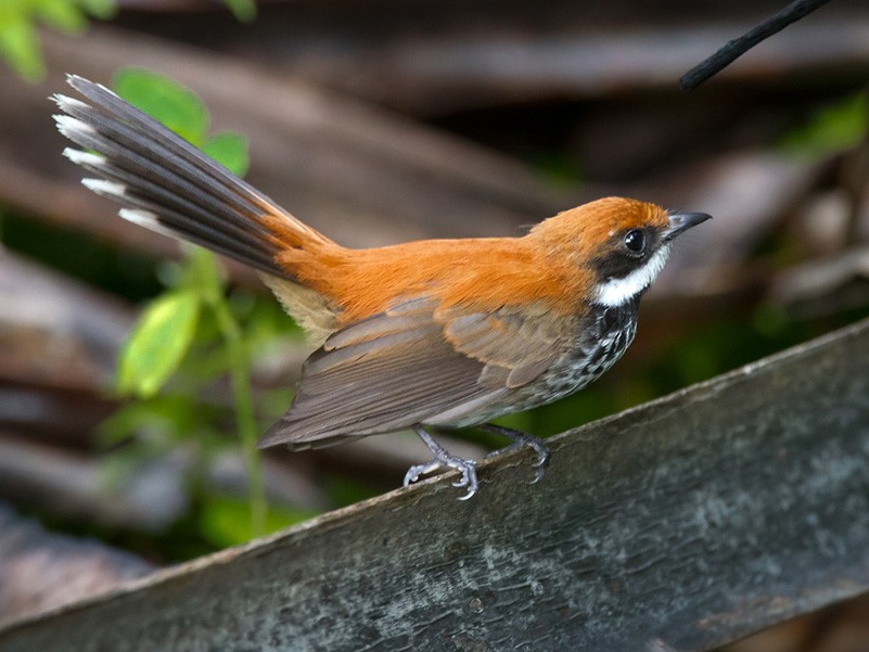 Manus Fantail - eBird