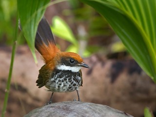 Manus Fantail - eBird