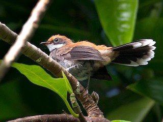 Manus Fantail - eBird