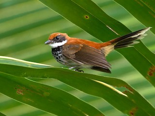 Manus Fantail - eBird