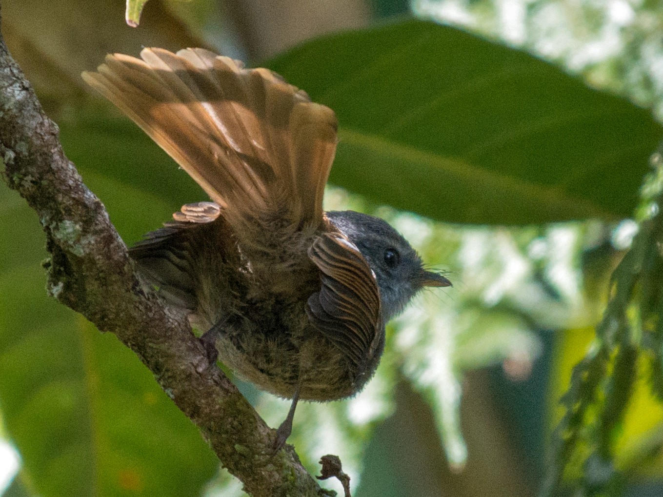 Brown Fantail (Bougainville) - eBird
