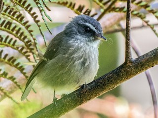 Bougainville Fantail - eBird