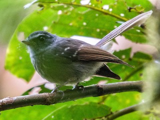 Bougainville Fantail - eBird