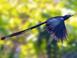 Ribbon-tailed Drongo - Dicrurus megarhynchus - Birds of the World