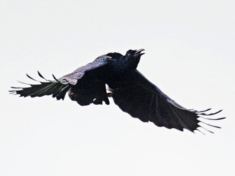 Curl-crested Manucode - eBird