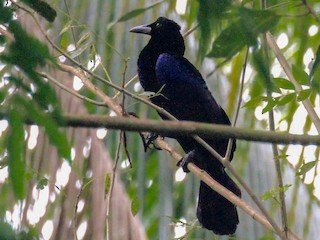 Curl-crested Manucode - eBird