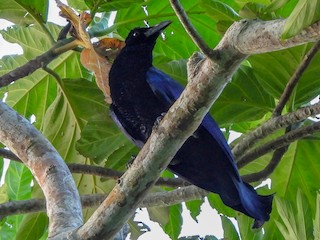Curl-crested Manucode - eBird
