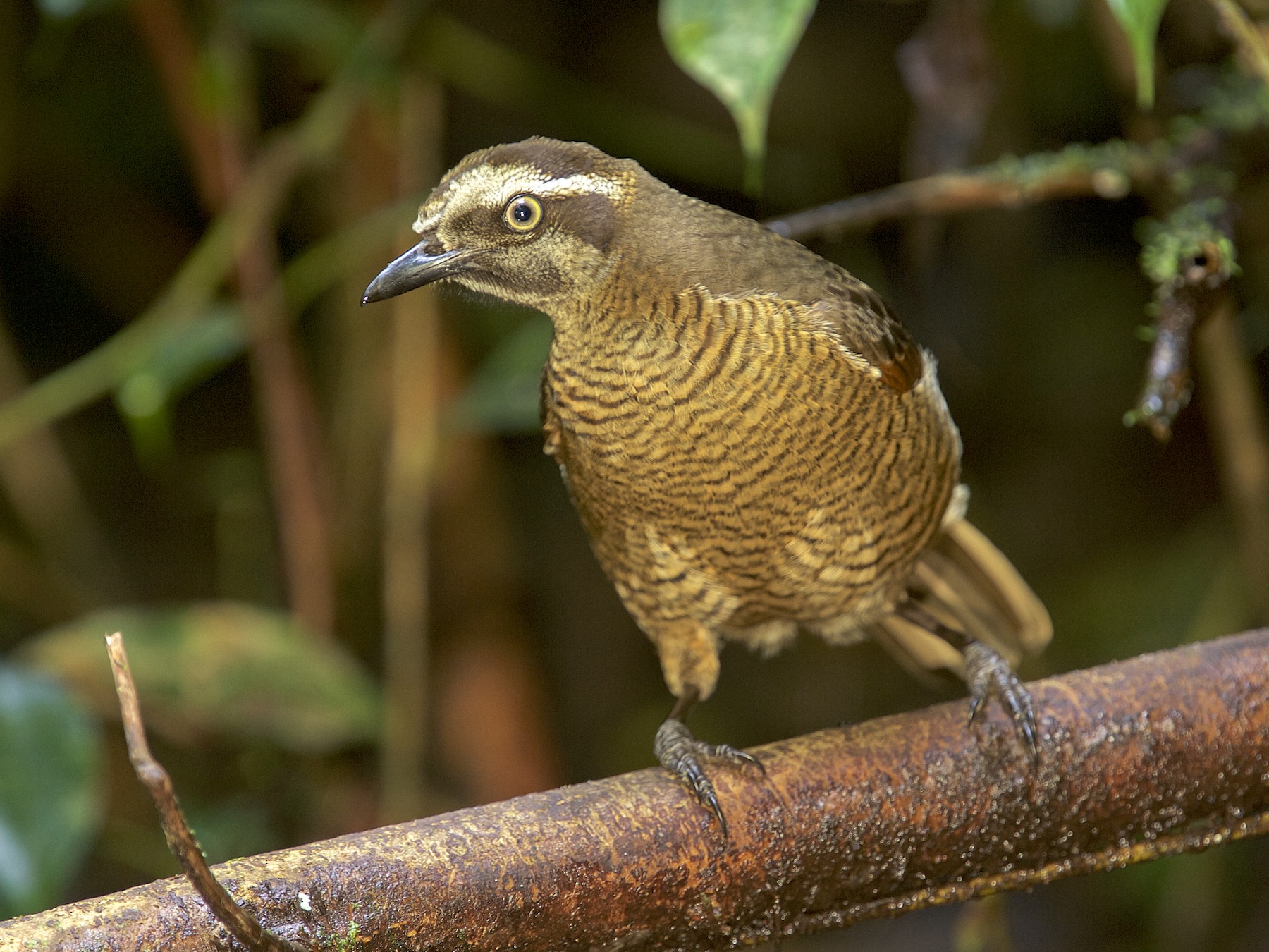Queen Carola's Parotia - eBird