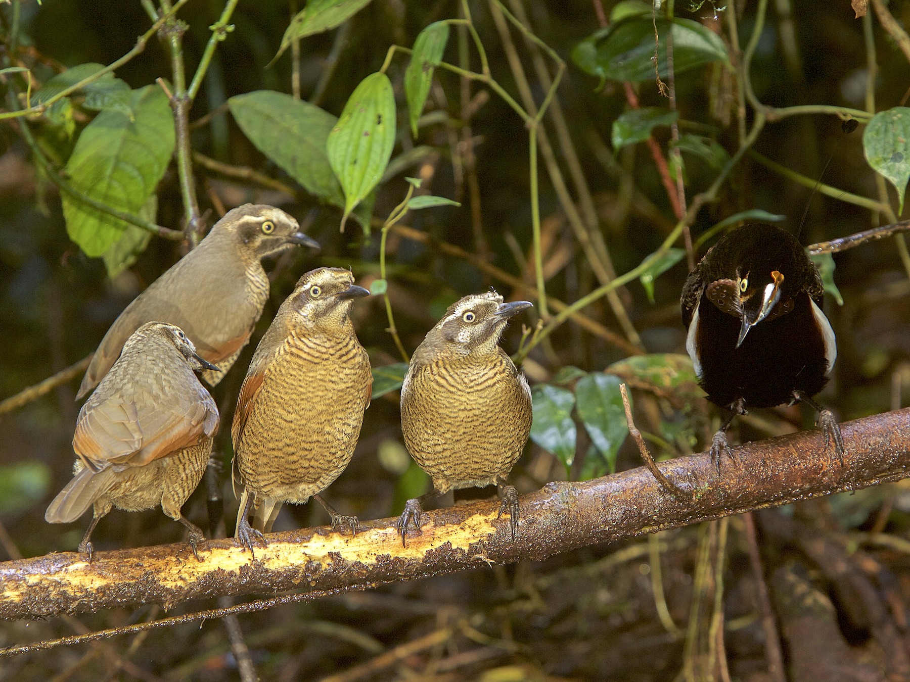 Queen Carola's Parotia - eBird