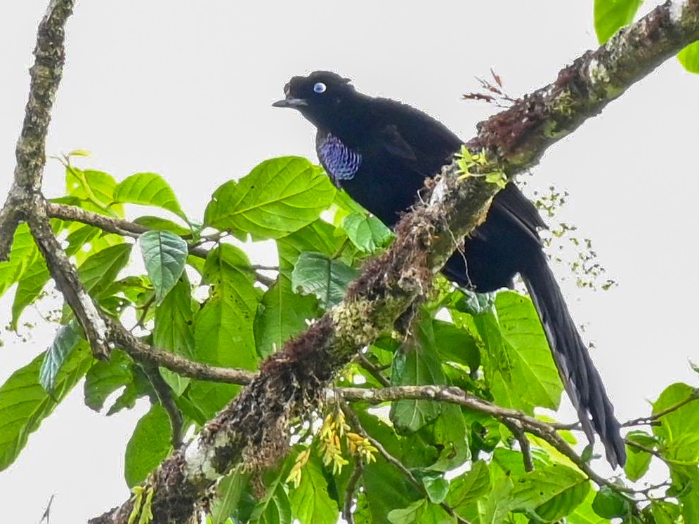 Wahnes's Parotia - eBird