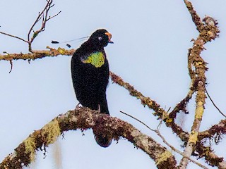 Wahnes's Parotia - eBird