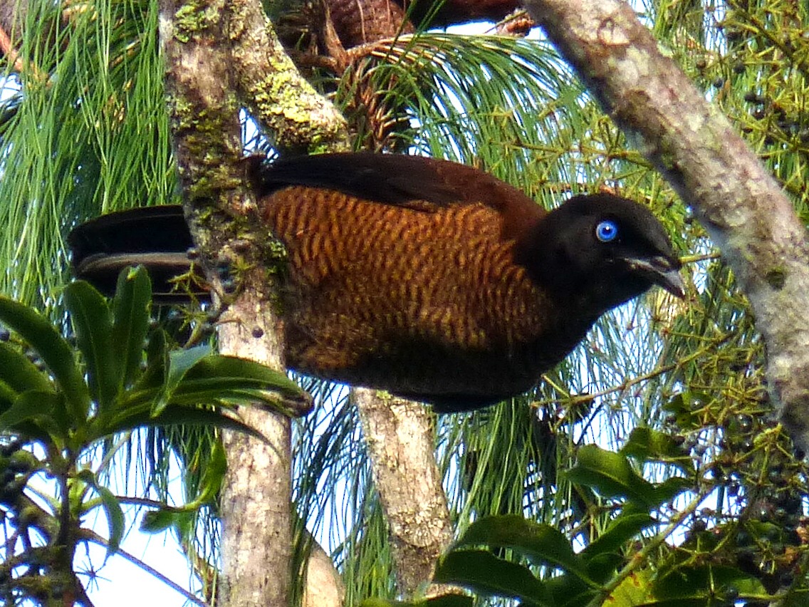 Lawes's/Eastern Parotia - eBird