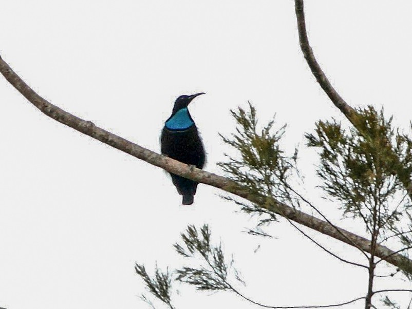 Growling Riflebird - eBird