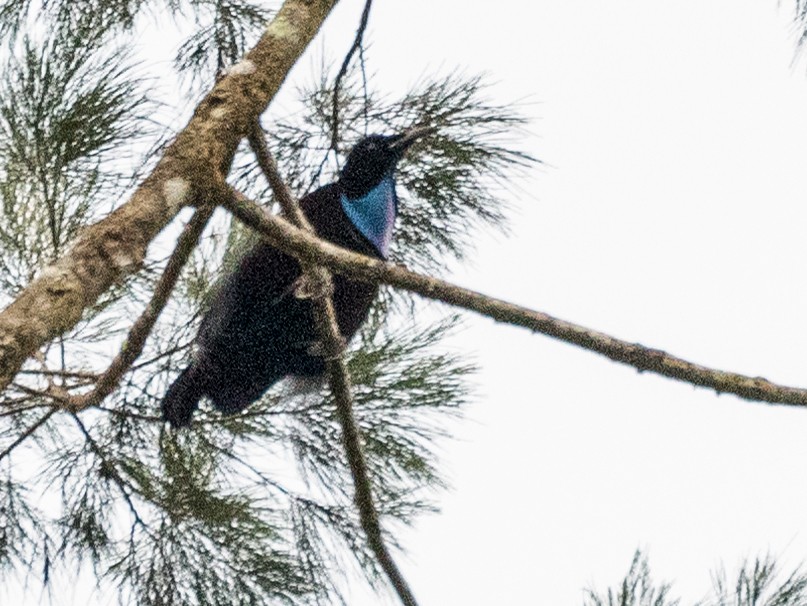 Growling Riflebird - eBird