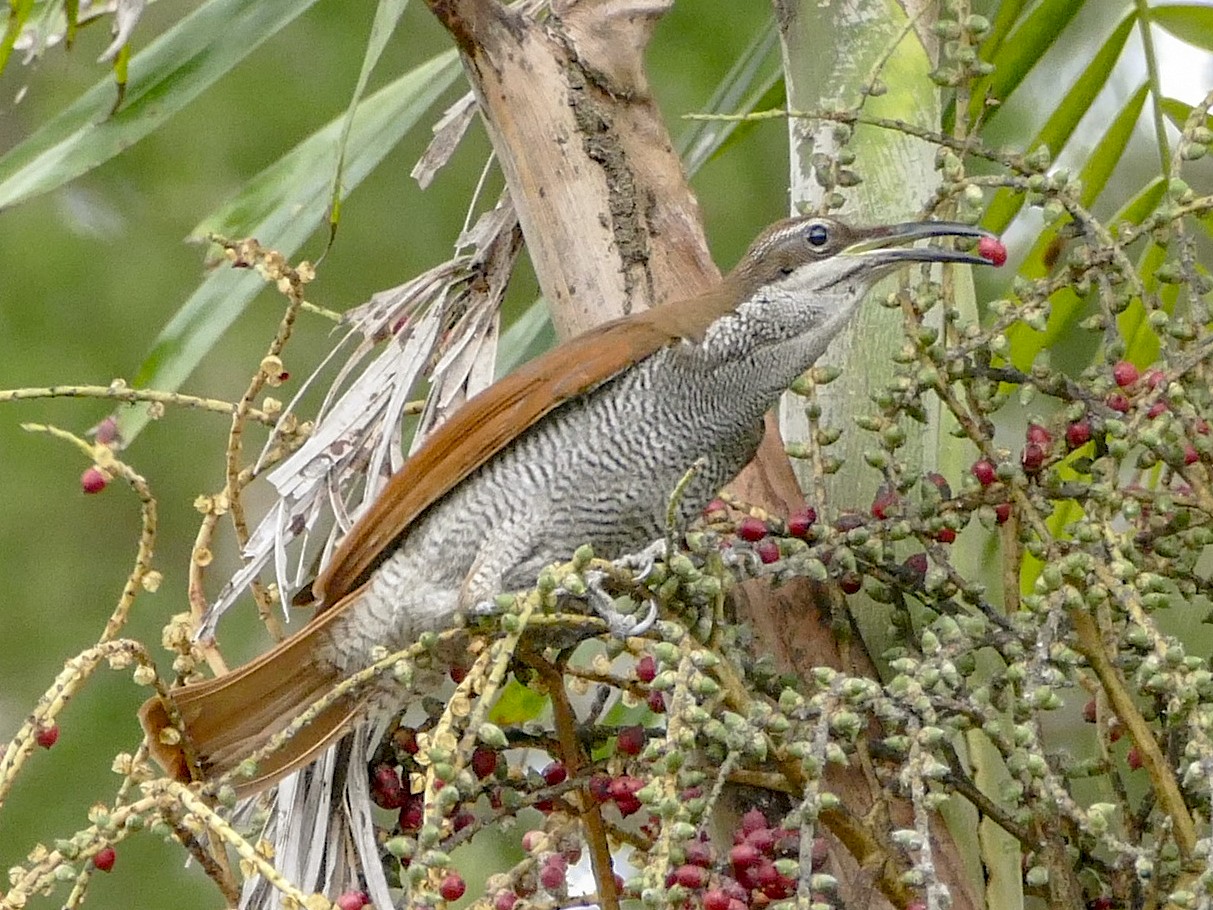 Growling Riflebird - eBird