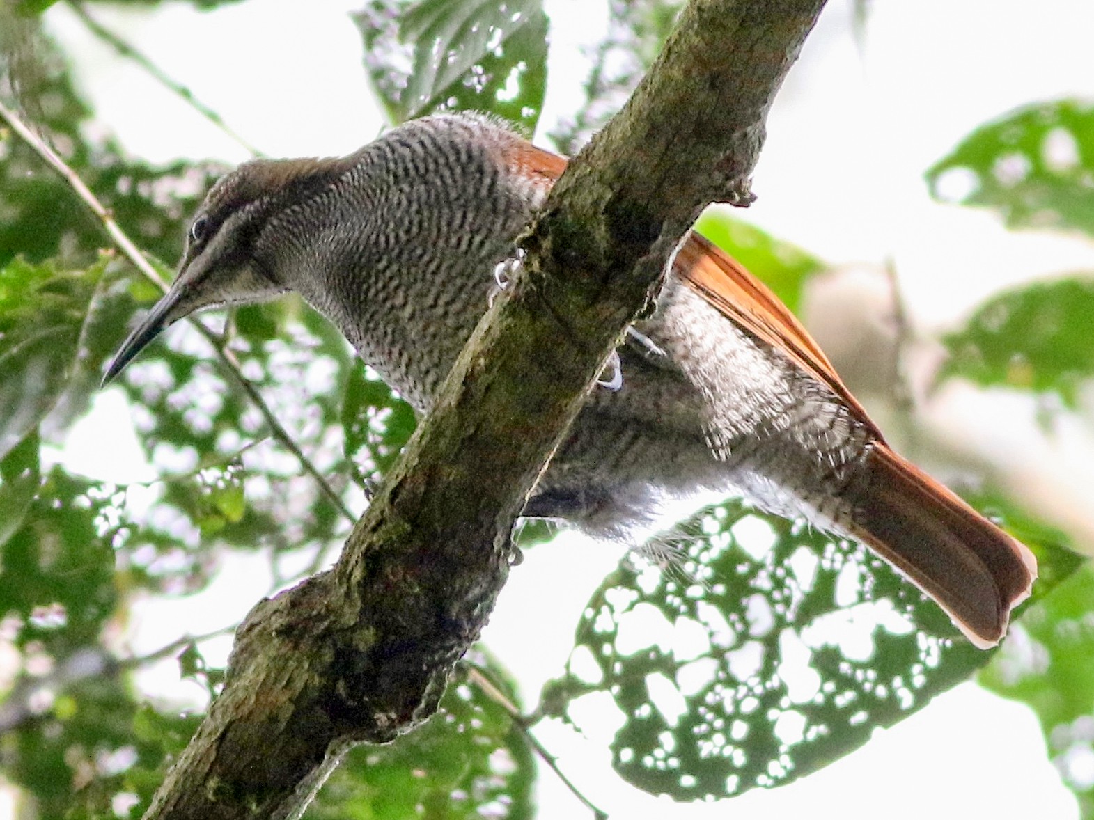 Growling Riflebird - eBird