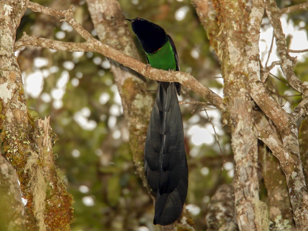 Huon Astrapia - eBird