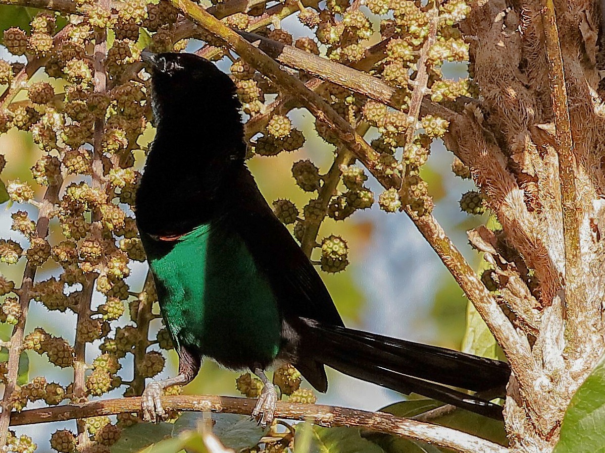 Huon Astrapia - eBird
