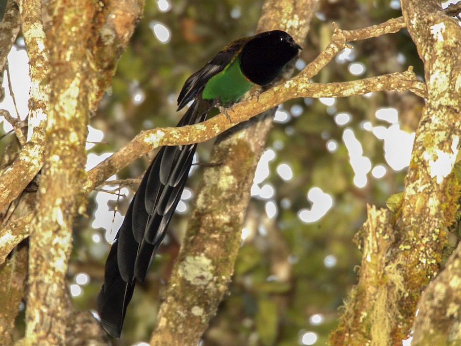 Huon Astrapia - eBird