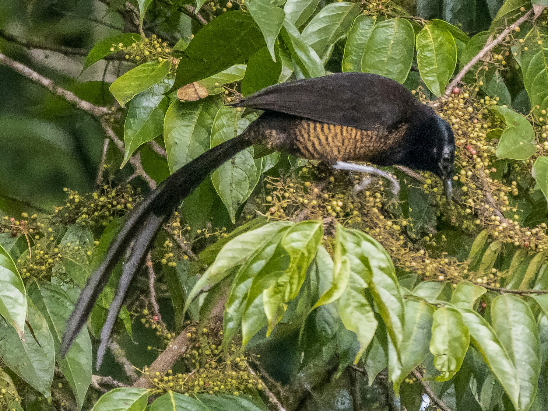 Stephanie's Astrapia - eBird