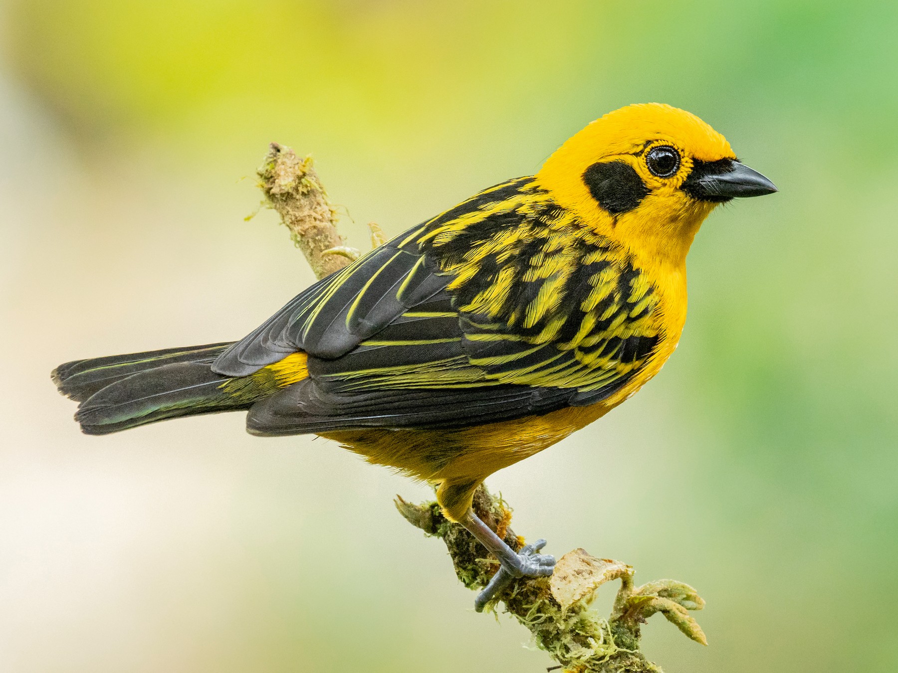 Golden Tanager - eBird