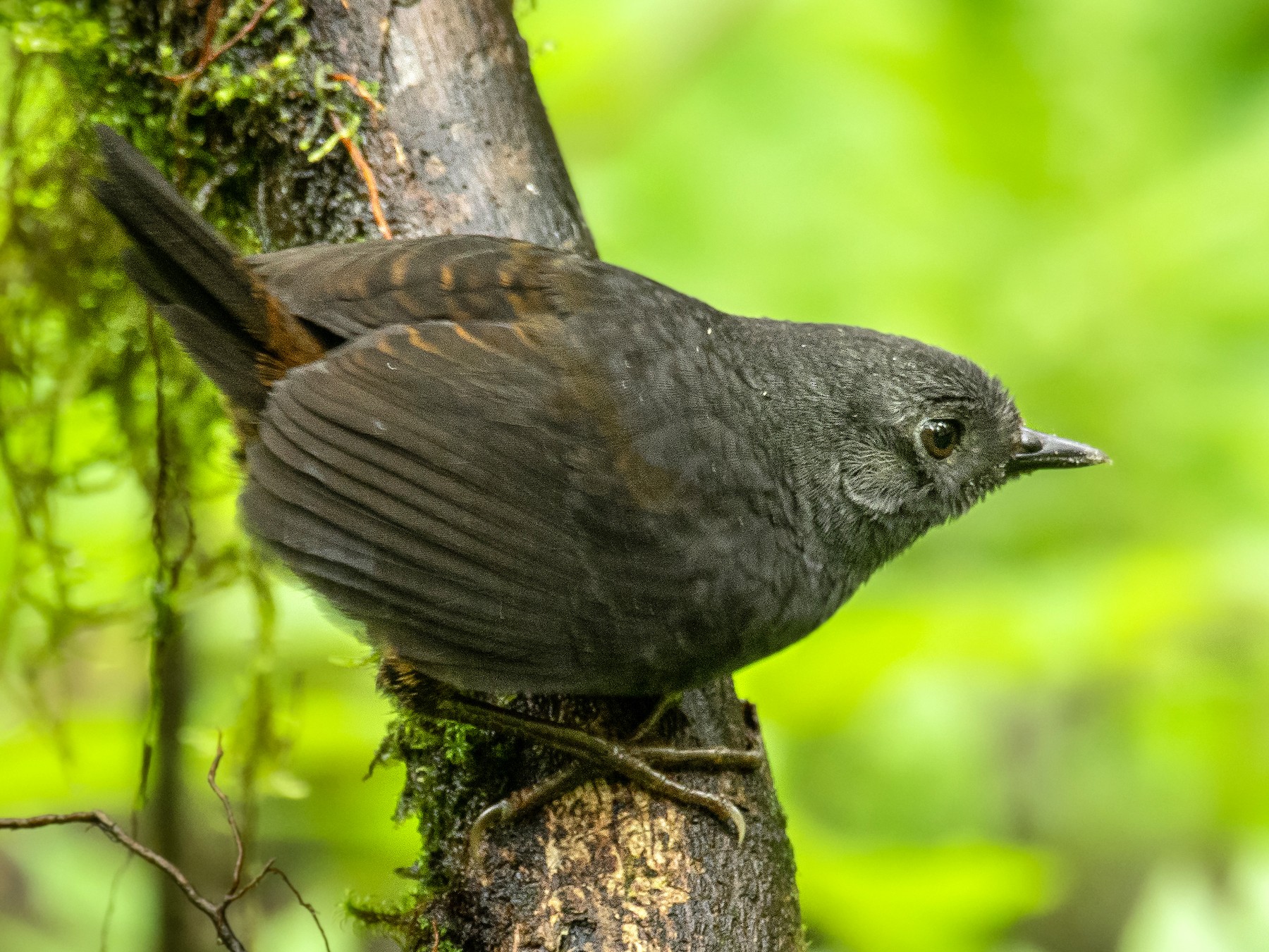 Spillmann's Tapaculo - eBird
