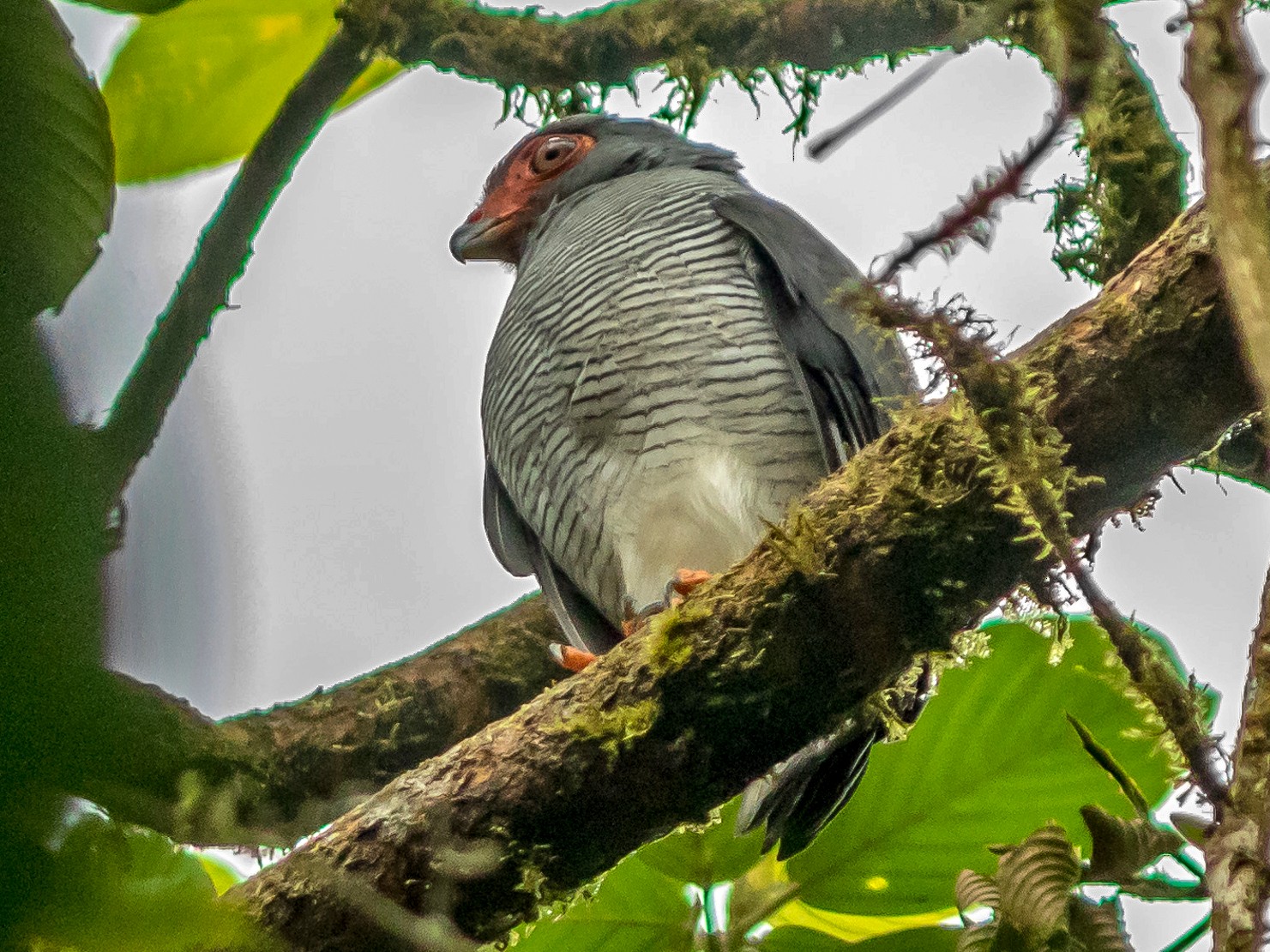 Plumbeous Forest-Falcon - eBird