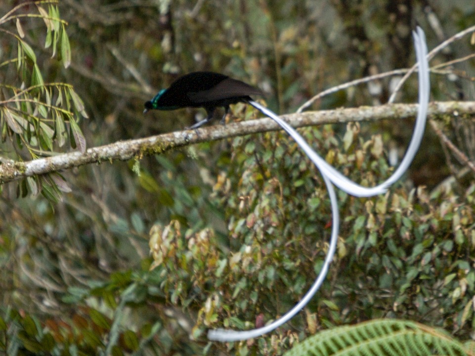 Ribbon-tailed Astrapia - eBird