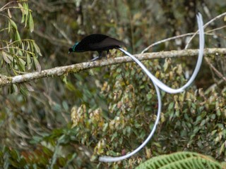 Ribbon-tailed Astrapia - eBird