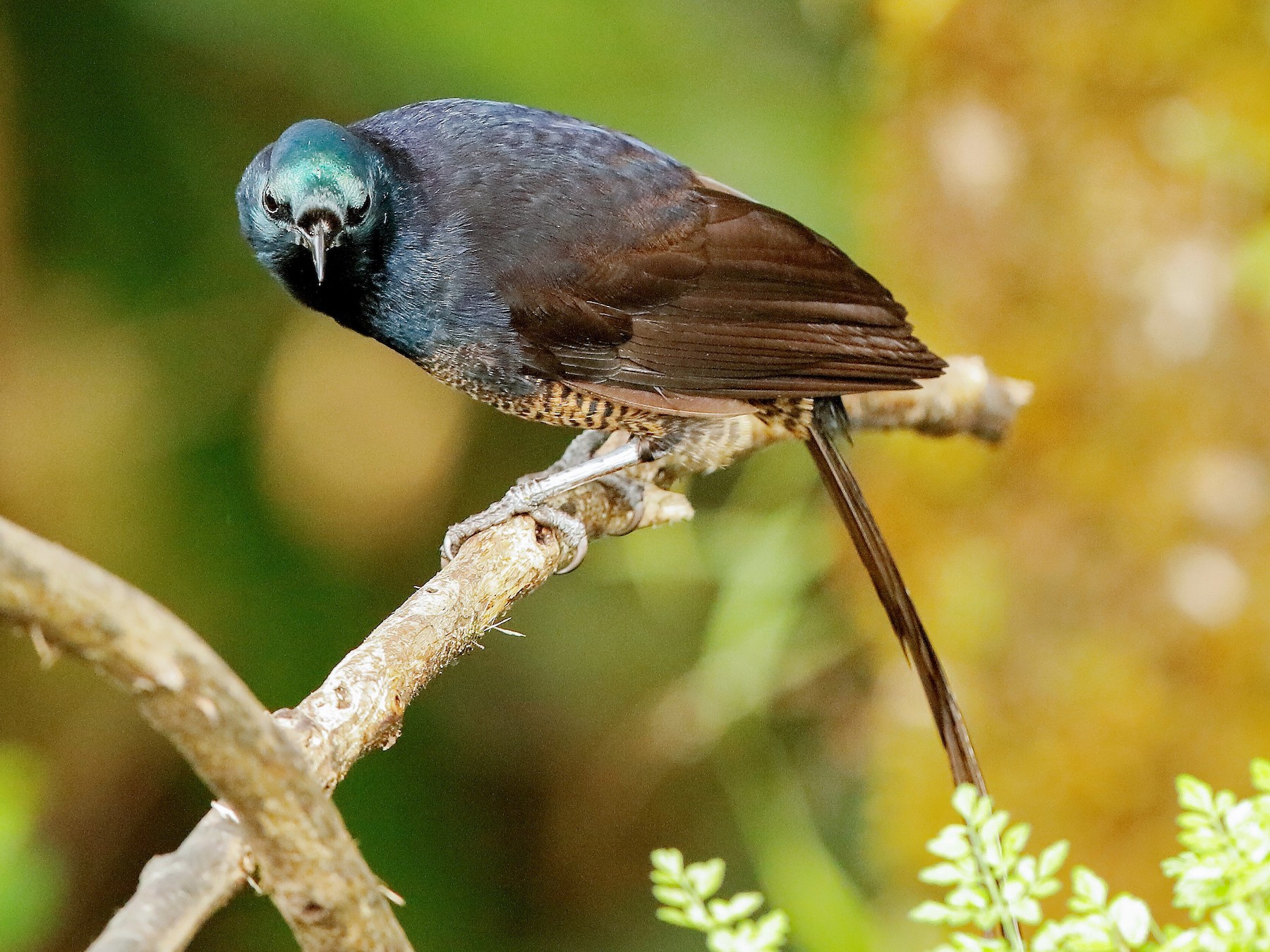 Ribbon-tailed Astrapia - eBird