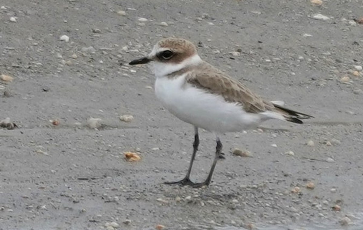 eBird Checklist - 22 Sep 2020 - Manohara River - 2 species