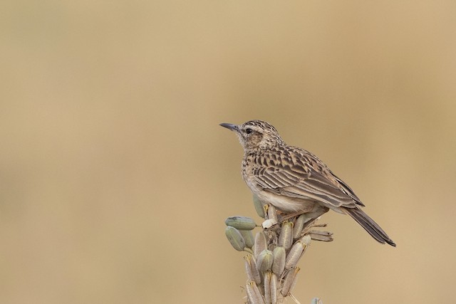 Photos - Short-clawed Lark - Certhilauda chuana - Birds of the World