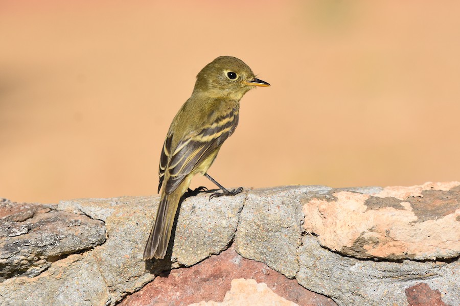 Pacific-slope/Cordilleran Flycatcher (Western Flycatcher) - eBird
