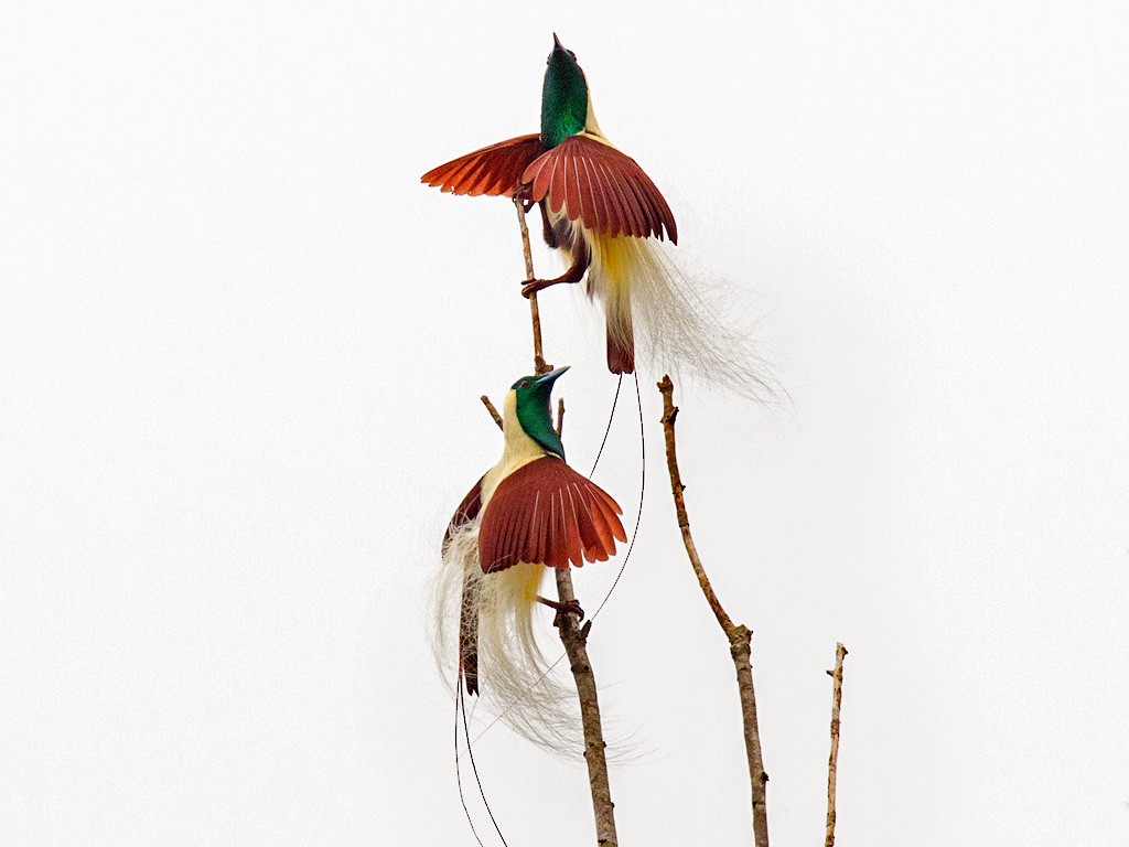 Emperor Bird-of-Paradise - eBird
