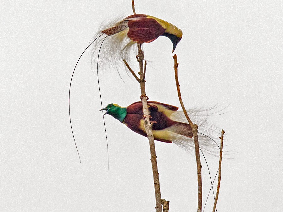 Emperor Bird Of Paradise