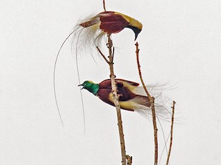 Emperor Bird-of-Paradise - eBird